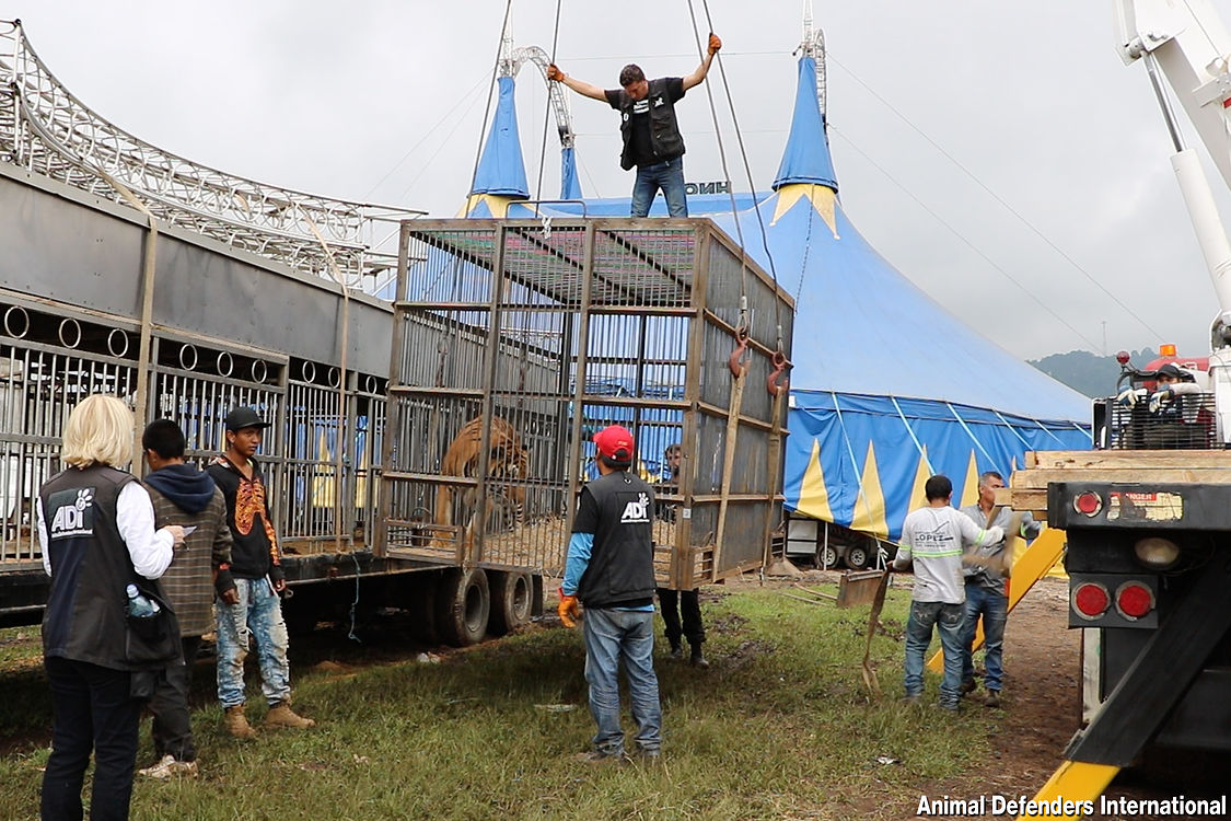 17 Rescued Circus Lions and Tigers A Year After Starting New Life in ...