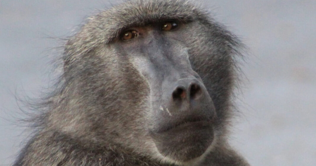 Cape Town's Famous Baboon Kataza May Be Relocated to Limpopo - SA People