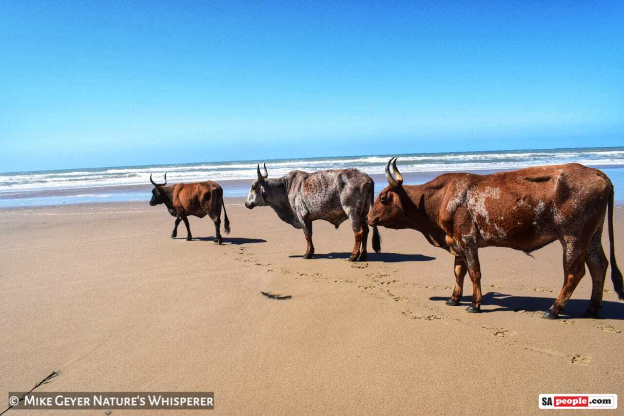 WATCH Mesmerising Video of Beach-Loving Cows on the Wild Coast, South ...