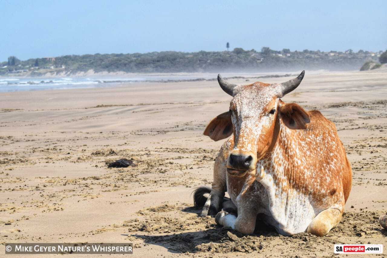 WATCH Mesmerising Video of Beach-Loving Cows on the Wild Coast, South ...