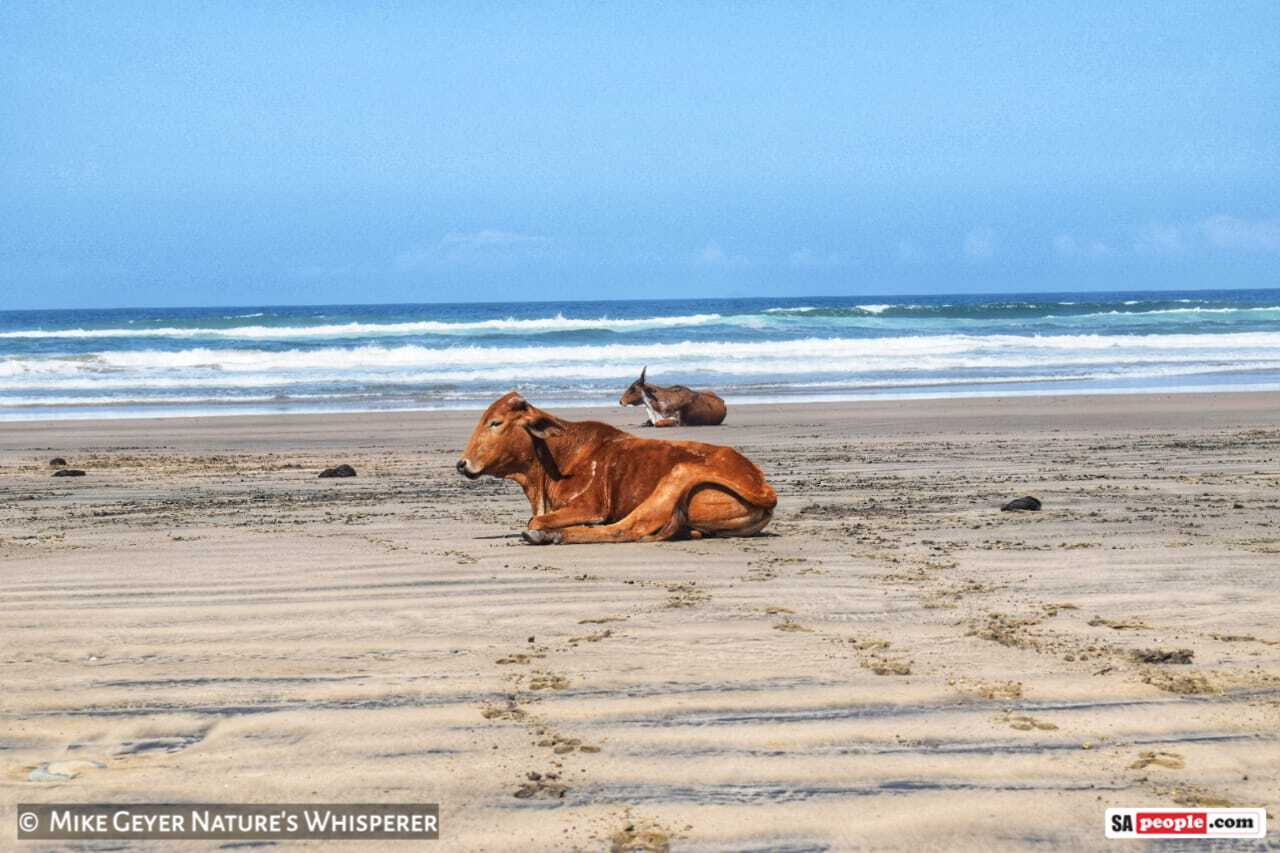 WATCH Mesmerising Video of Beach-Loving Cows on the Wild Coast, South ...