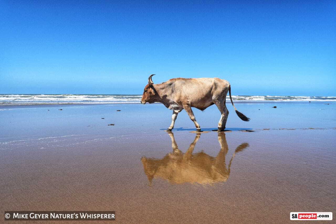 WATCH Mesmerising Video of Beach-Loving Cows on the Wild Coast, South ...