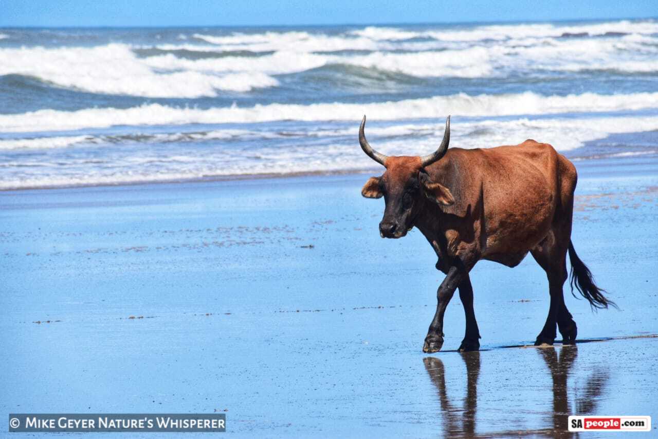WATCH Mesmerising Video of Beach-Loving Cows on the Wild Coast, South ...