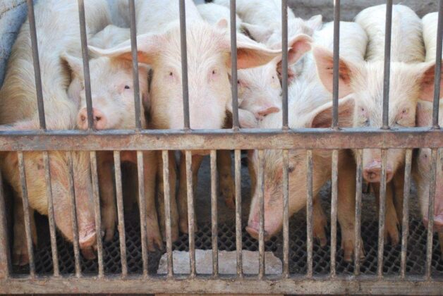 Appeal Filed Against 'Irregular' Finding in Thandi Modise Alleged ...