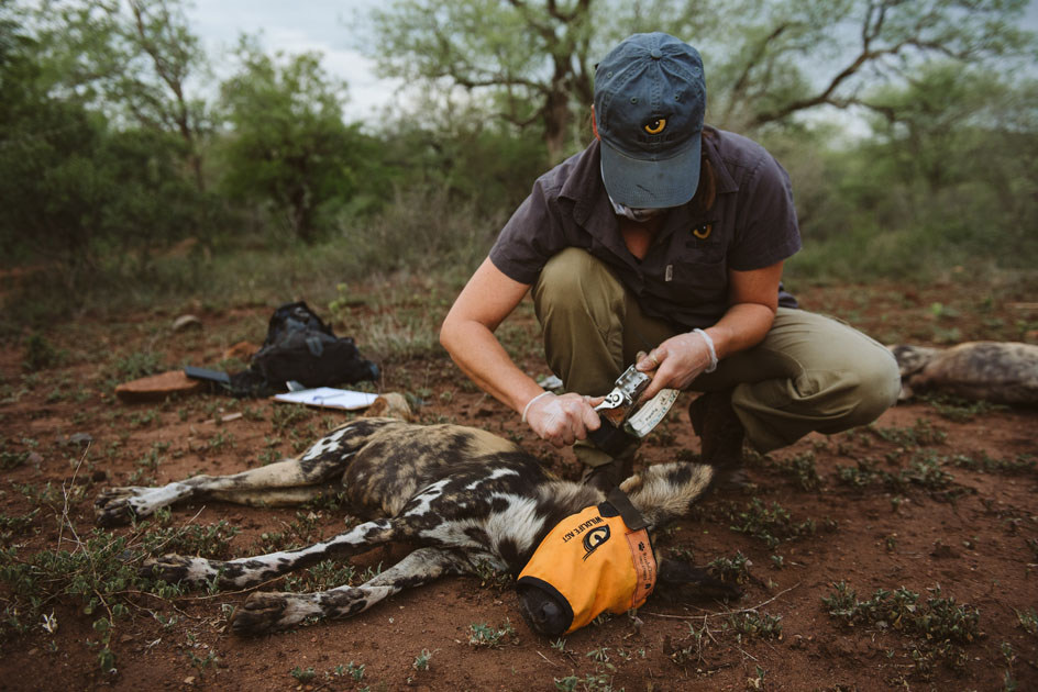14 African Wild Dogs in Historic Move to Malawi from South Africa for ...