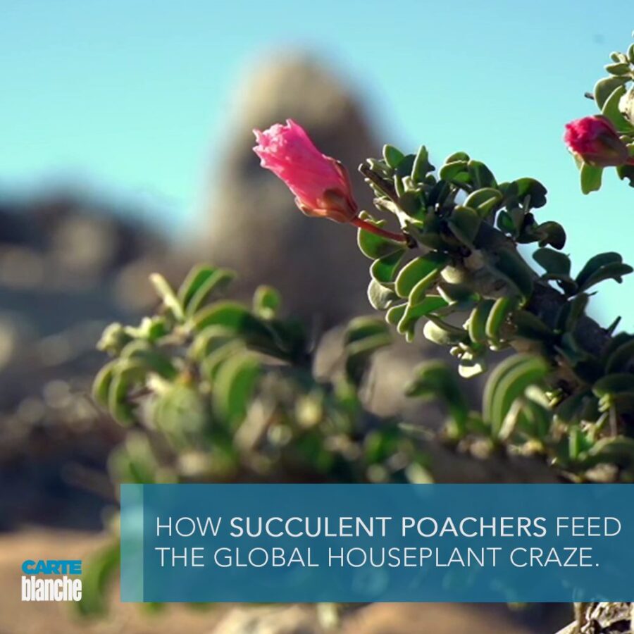 South Africa's Succulents are Being Heavily Poached Because of Pot ...