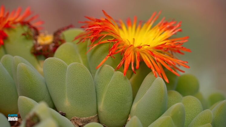South Africa's Succulents are Being Heavily Poached Because of Pot ...