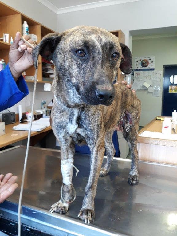 Family Risks All to Save Beloved Dog Fiebie from Fire - SA People