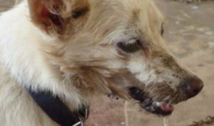 High-risk rabies areas revealed: Protect yourself and your pets - SA People