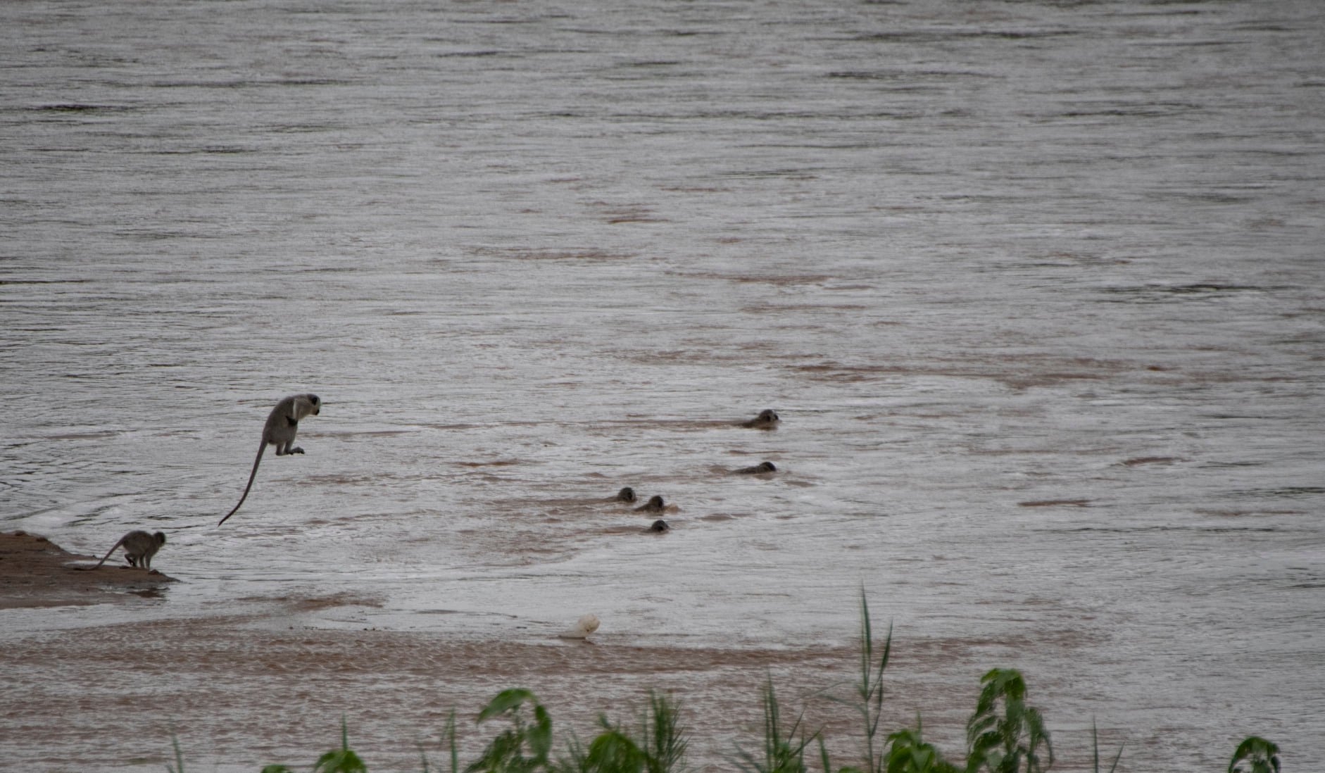 PHOTOS: Vervet Monkeys Swim Across Crocodile-Infested River in South ...