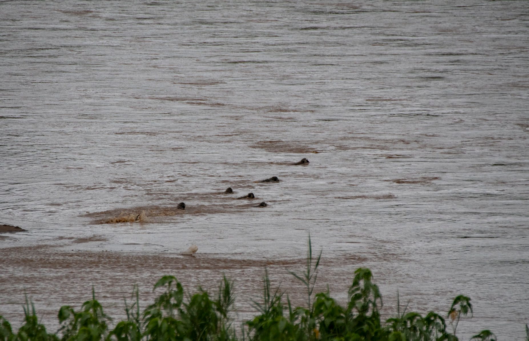 PHOTOS: Vervet Monkeys Swim Across Crocodile-Infested River in South ...