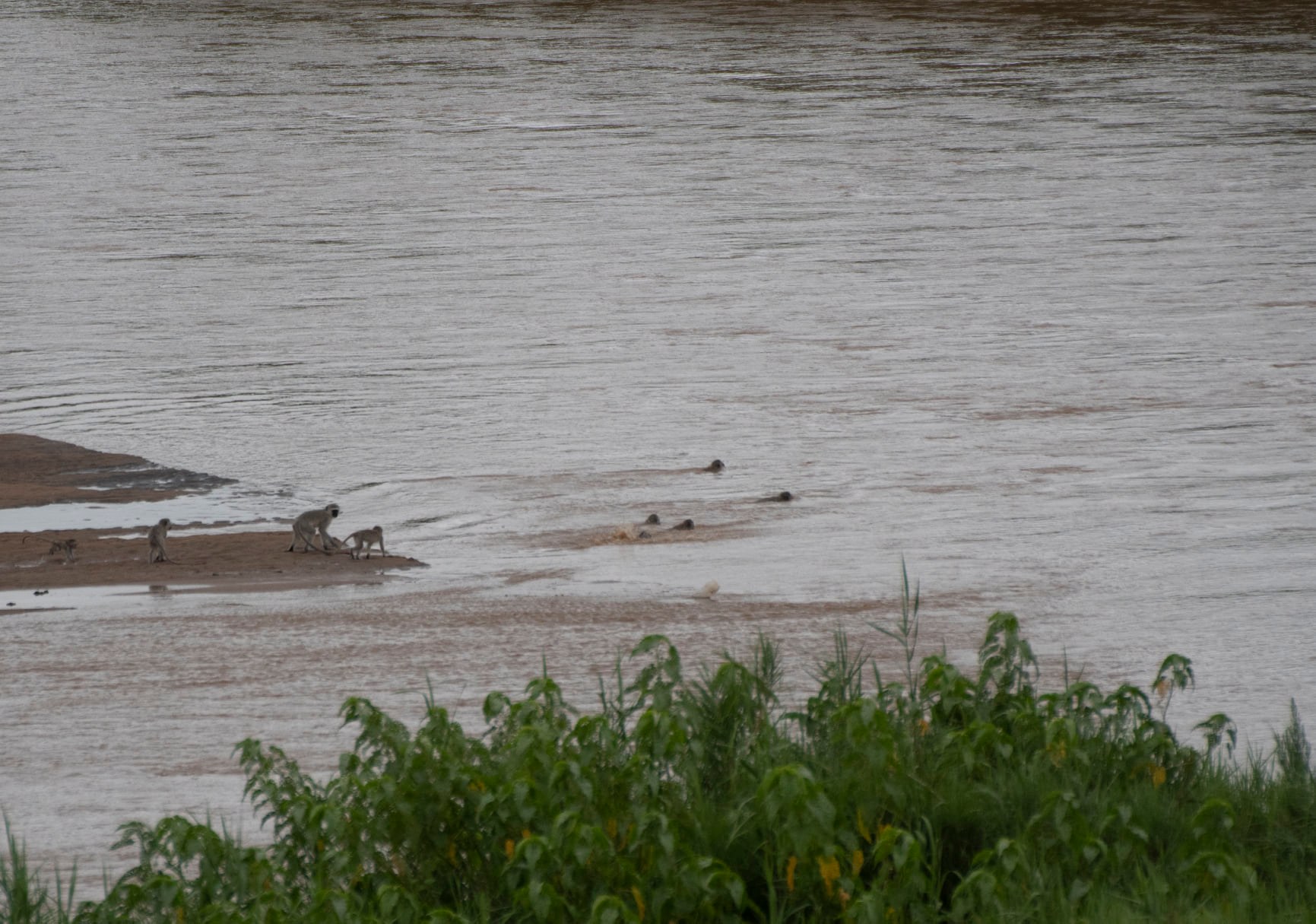 PHOTOS: Vervet Monkeys Swim Across Crocodile-Infested River in South ...