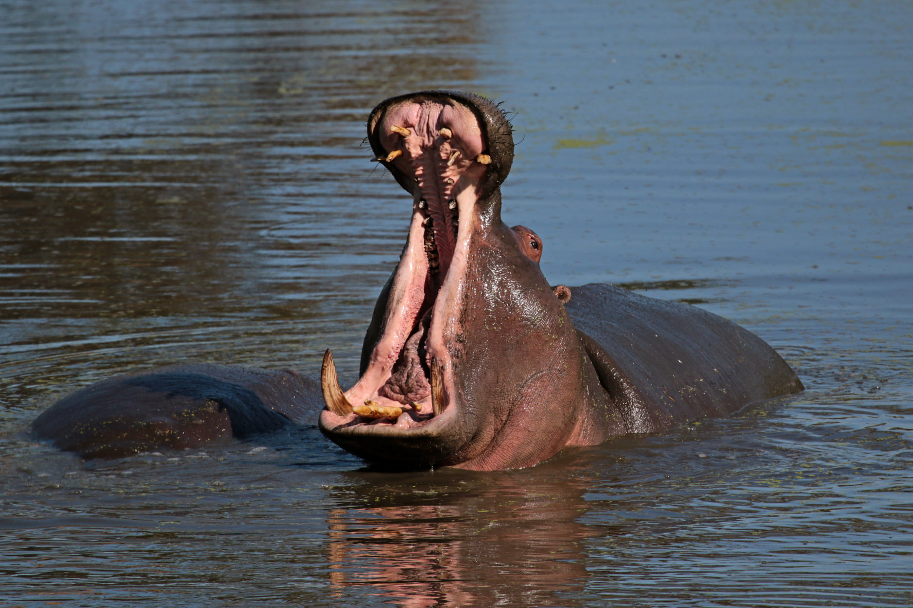 PHOTOS Happy Hippo Snapped Suntanning in the Kruger National Park - SA ...