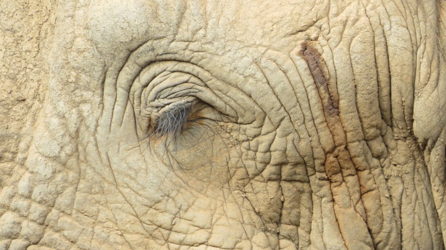 Wildlife Guide’s Touching Tribute to the Late Great Amarula, Africa’s ...