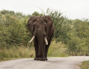 Africa's Most Famous Elephant Amarula Has Passed Away at 65 - SA People