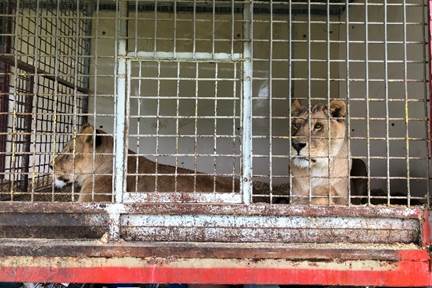 Lions Rescued from French Circus Re-Homed at Shamwari's Big Cat ...