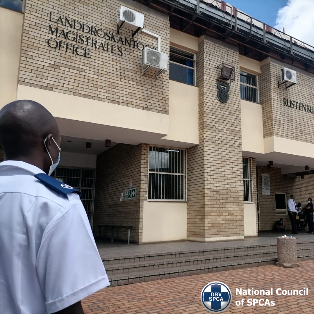 NSPCA Wins Major Reptile Case in South Africa, Expected to Have Lasting ...