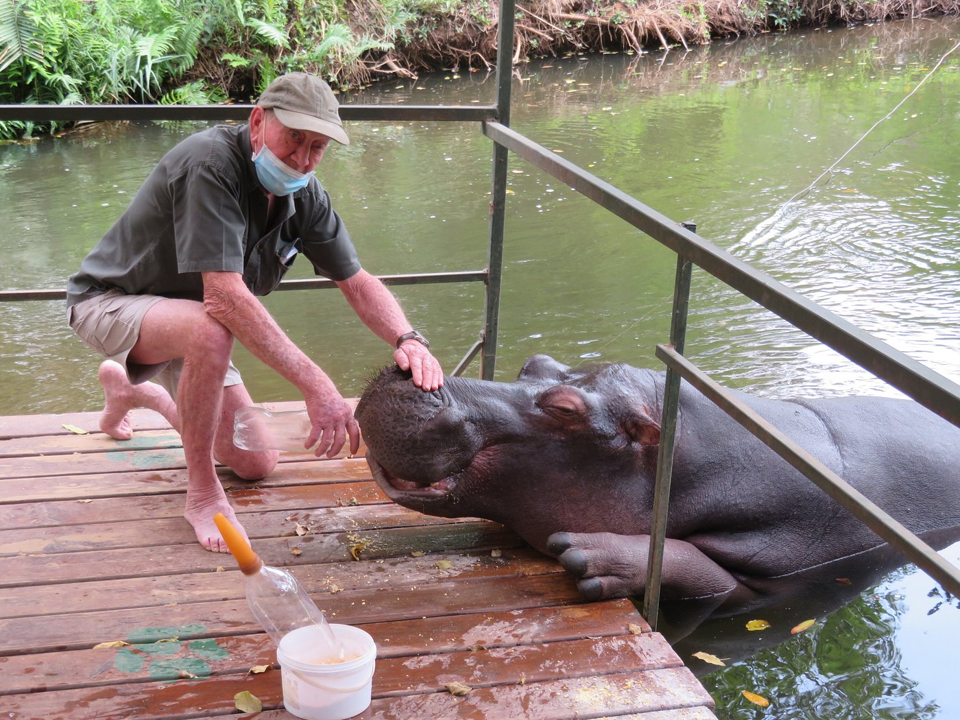 Meet Jessica, the World's Most Famous Hippo and a BIG Fan of Rooibos ...
