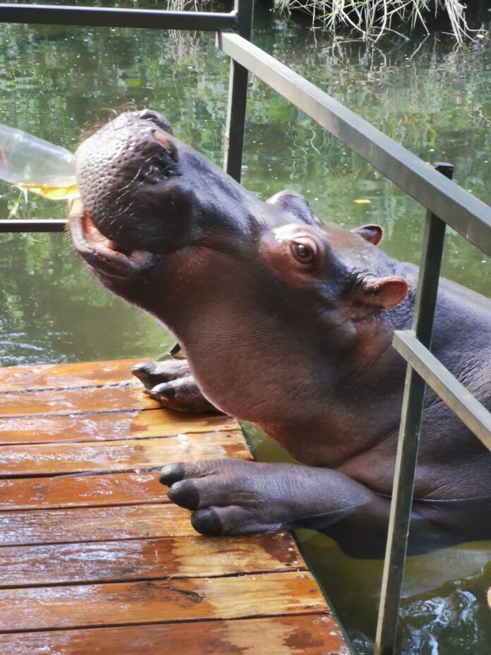 Meet Jessica, the World's Most Famous Hippo and a BIG Fan of Rooibos ...