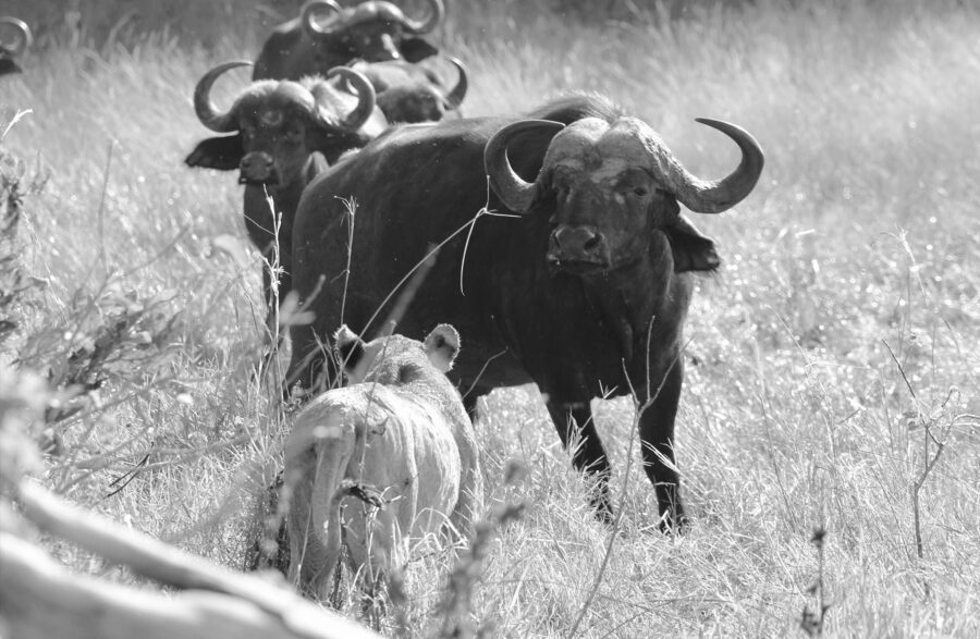 Safari Guide Recalls Terrifying Night His Uncle Was Taken by Starving ...