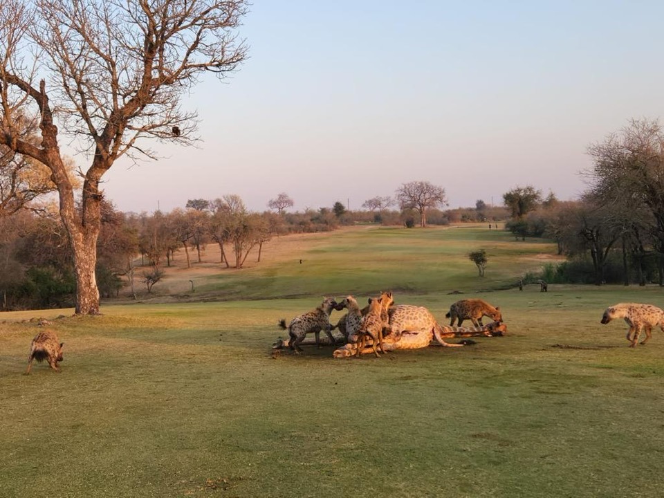 Skukuza Golf Club in South Africa Proves It's the World's Wildest ...