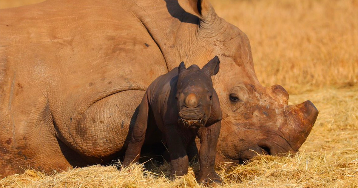 WATCH Amazing Footage of Rhino Calf Birth - The Full Video - SA People