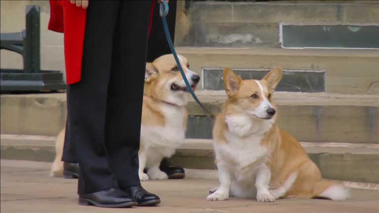 Loyal to the End, Queen's Corgis Sandy and Muick, and Pony Emma Watch ...