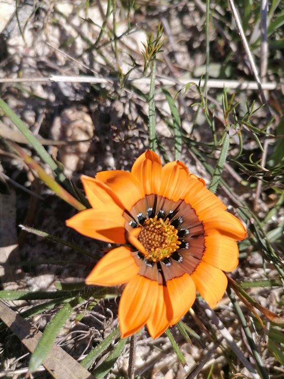 Capetonians Work to Save Rare Fynbos Species After Spotting Flowers in ...