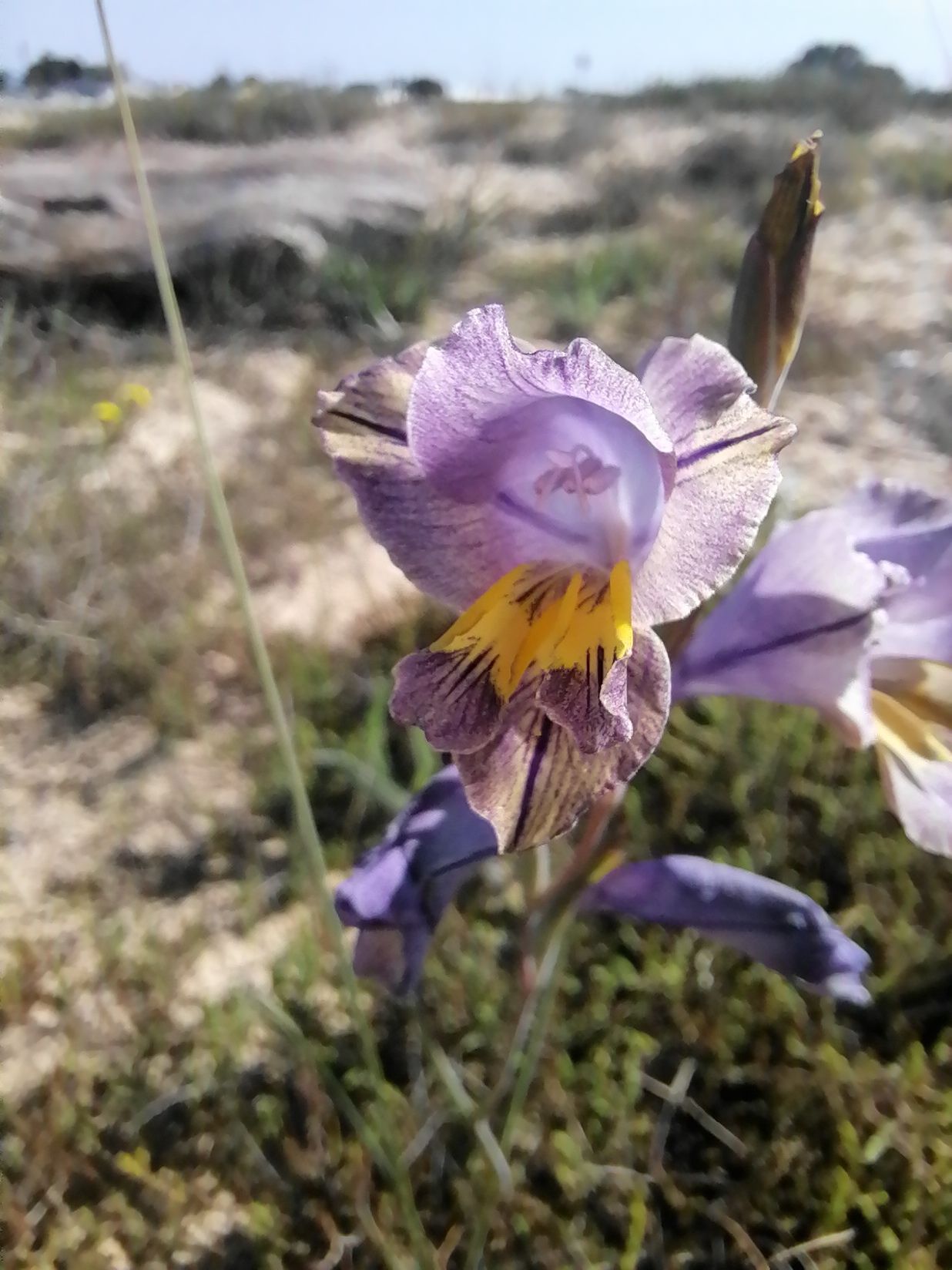 Capetonians Work to Save Rare Fynbos Species After Spotting Flowers in ...