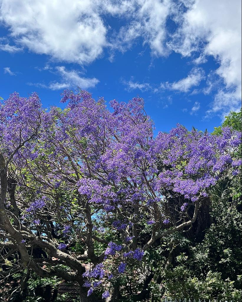 It's Not Pretoria! It's Cape Town! Jacaranda Trees Are Painting the Mother City Purple - SA People