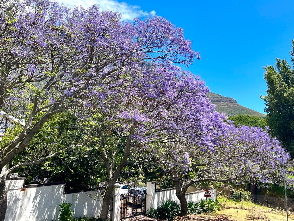 It's Not Pretoria! It's Cape Town! Jacaranda Trees Are Painting the Mother City Purple - SA People