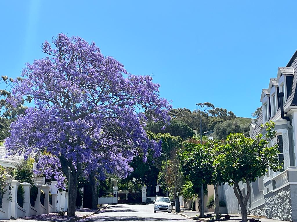 It's Not Pretoria! It's Cape Town! Jacaranda Trees Are Painting the Mother City Purple - SA People