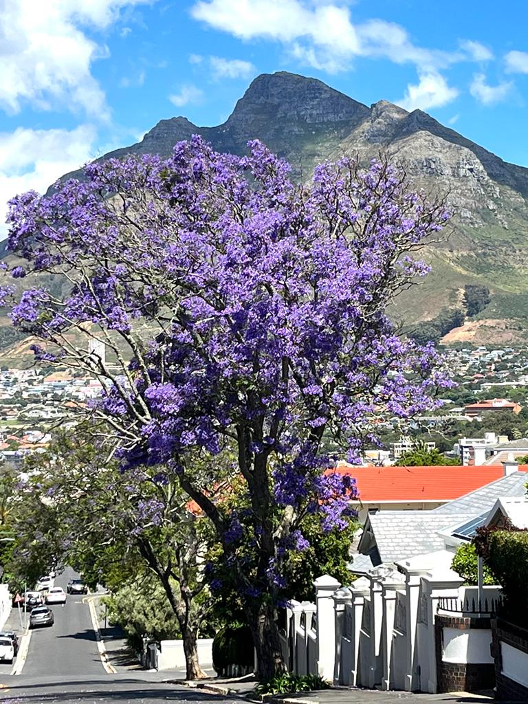 It's Not Pretoria! It's Cape Town! Jacaranda Trees Are Painting the Mother City Purple - SA People