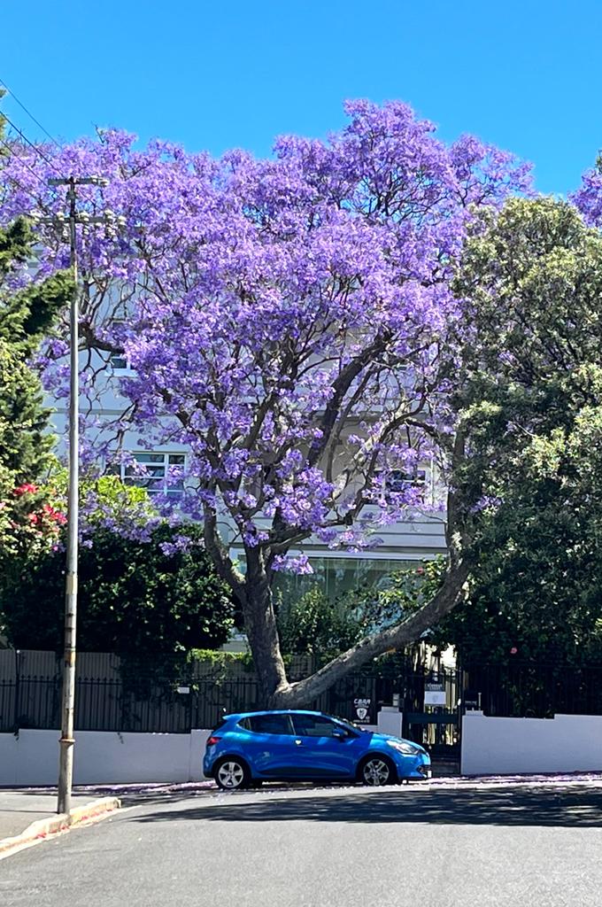 It's Not Pretoria! It's Cape Town! Jacaranda Trees Are Painting the Mother City Purple - SA People