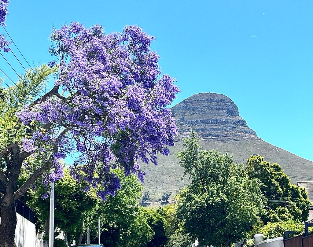 It's Not Pretoria! It's Cape Town! Jacaranda Trees Are Painting the Mother City Purple - SA People