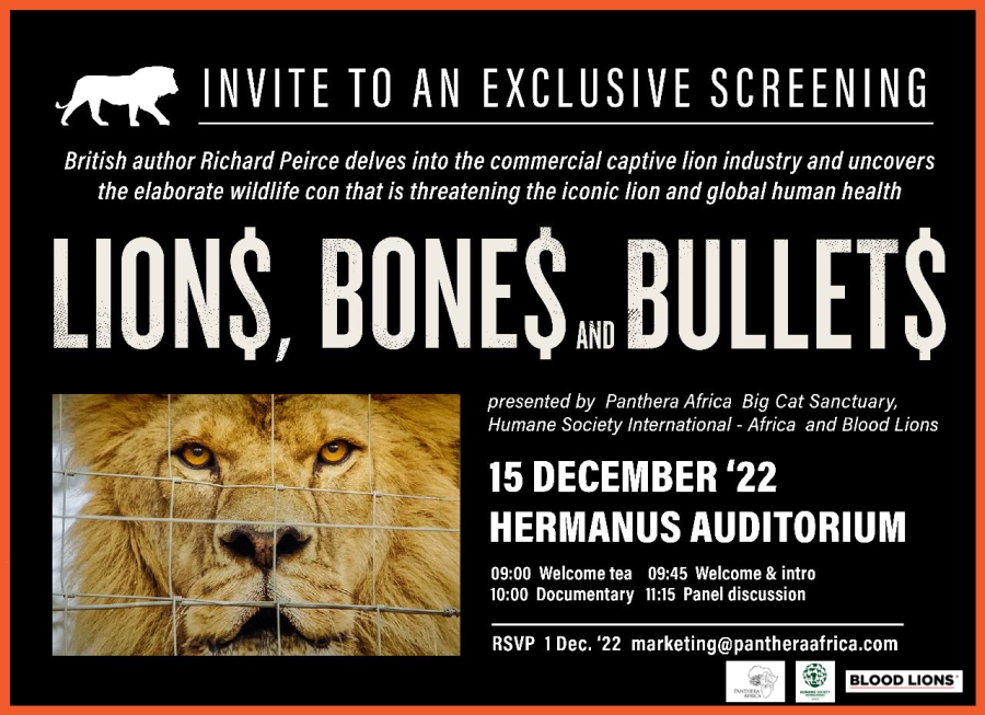 New Doc 'Lions, Bones & Bullets' Exposes SA's Captive Lion Industry ...