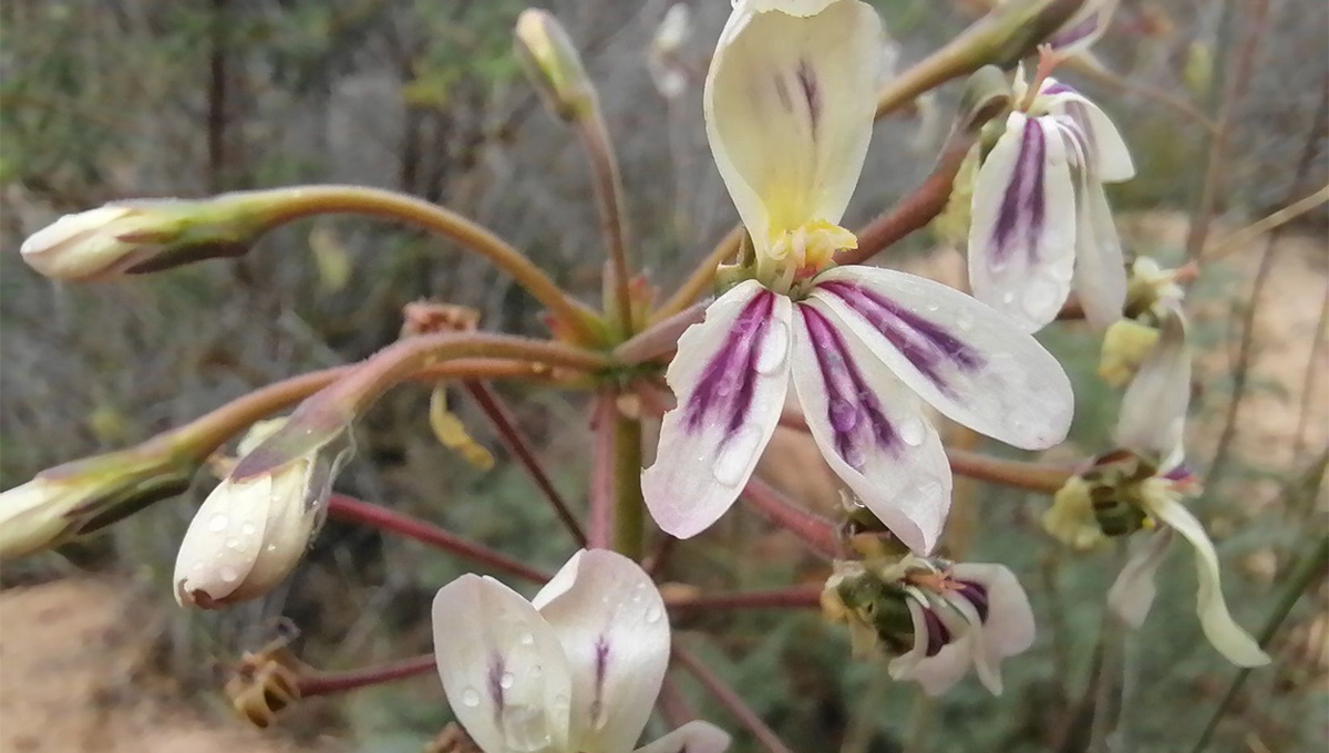 Capetonians Work to Save Rare Fynbos Species After Spotting Flowers in ...