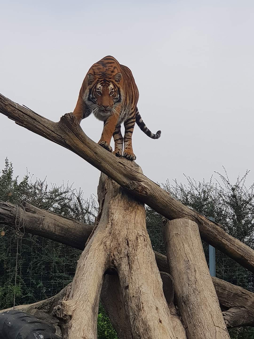 Footprint Found in Search for Escaped Tiger in South Africa - SA People