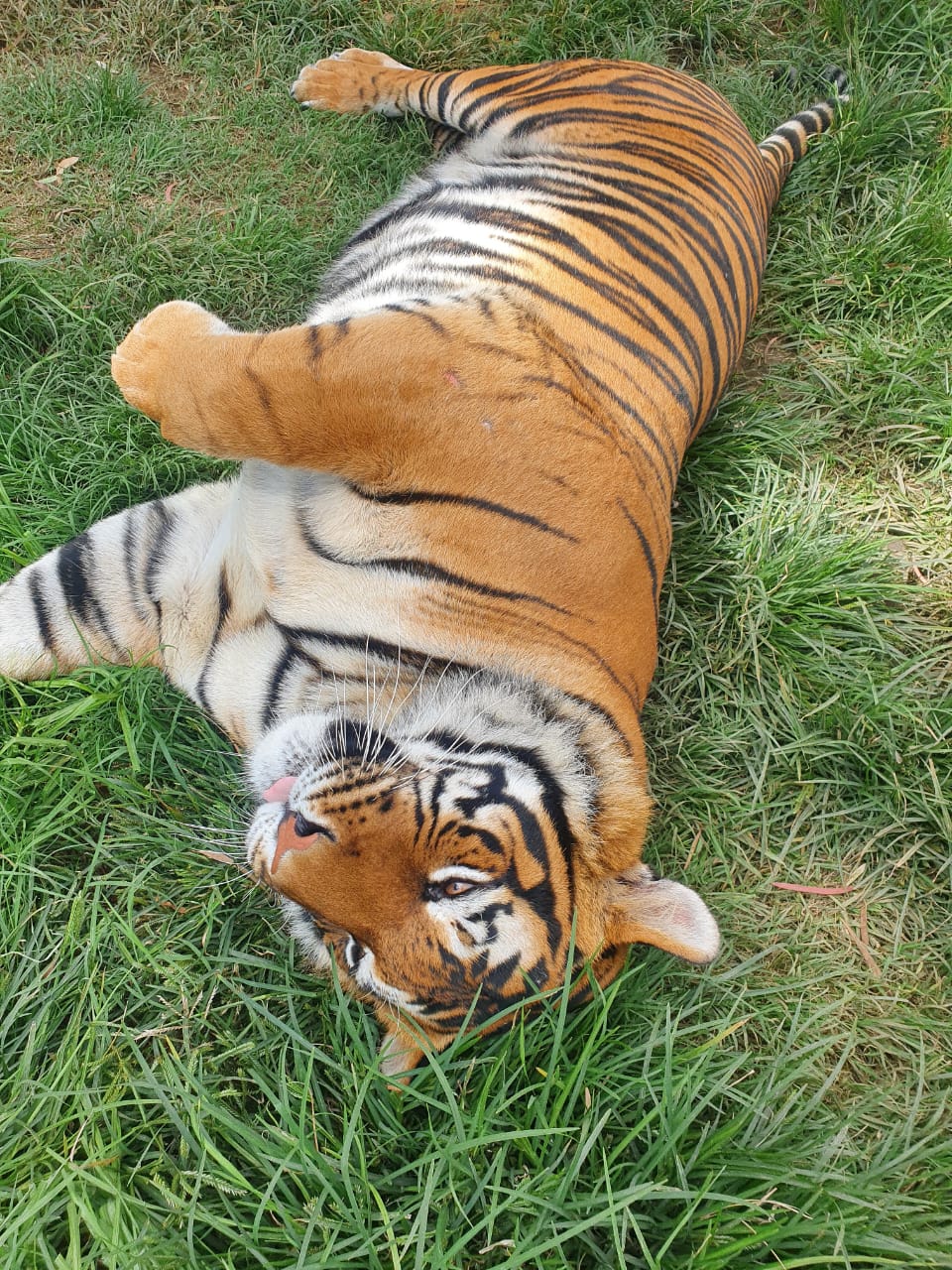 Footprint Found in Search for Escaped Tiger in South Africa - SA People
