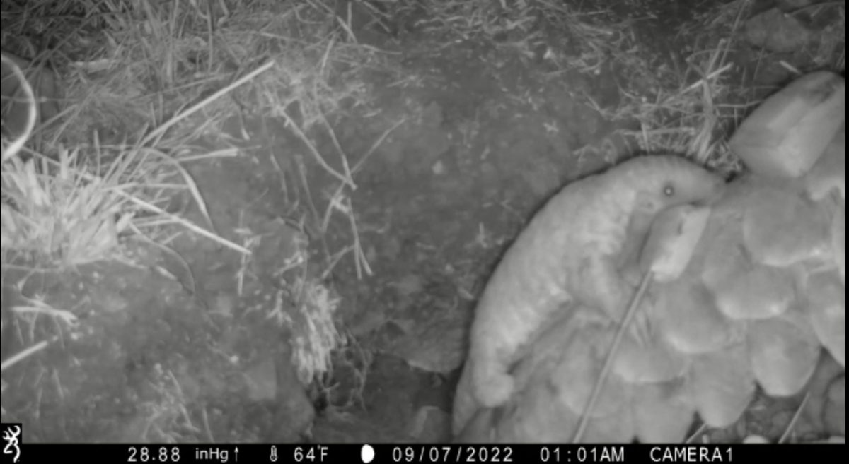 Celebrating birth of pangolin pup whose mum was saved from poachers in ...