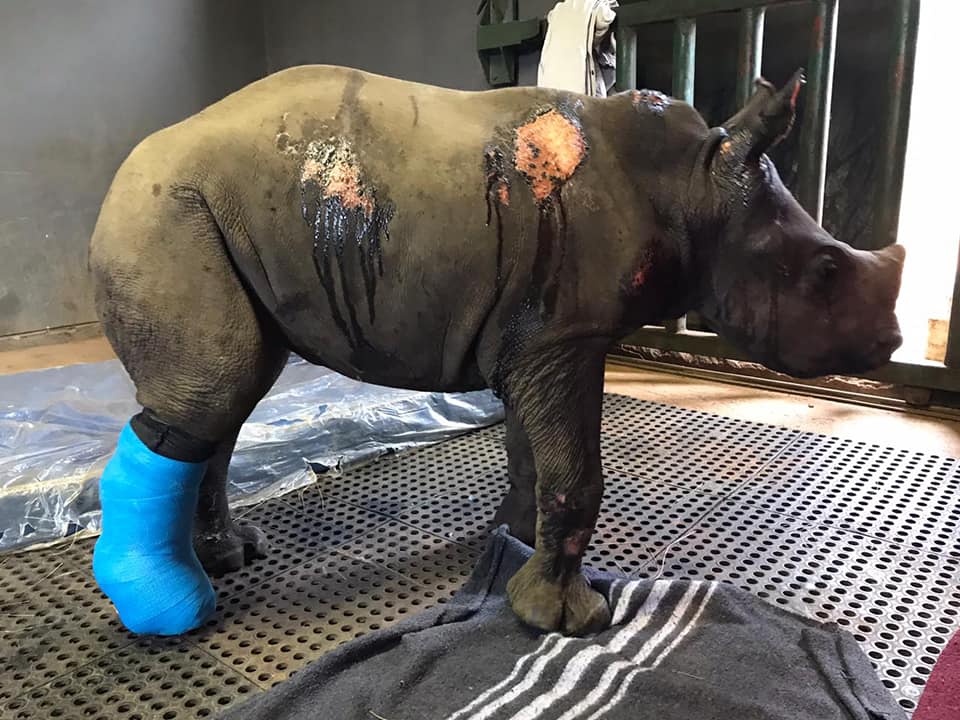 UK's Supervet in South Africa: helps build world's first rhino ...