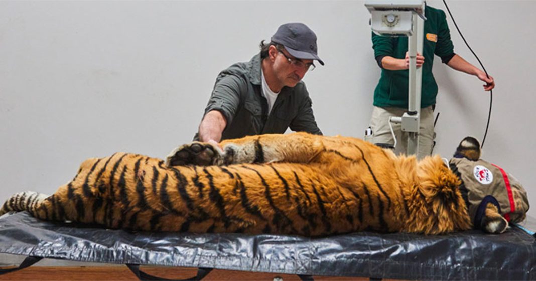 UK's Supervet in South Africa: helps build world's first rhino ...