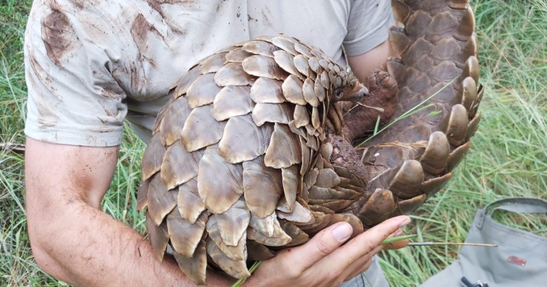 Celebrating birth of pangolin pup whose mum was saved from poachers in ...