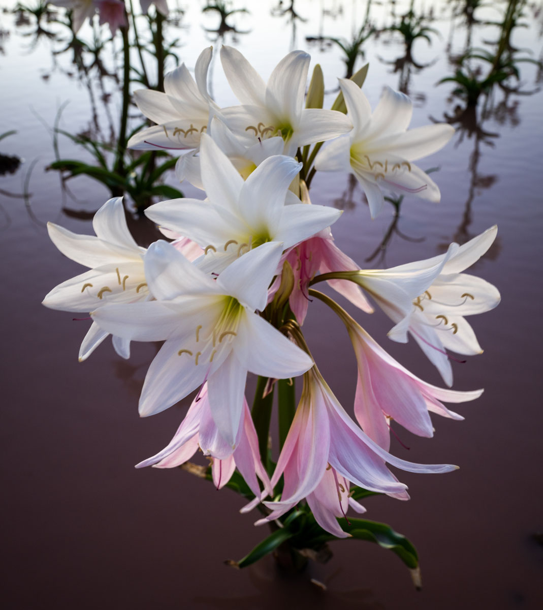 Cape Town photographer captures rare phenomenon: Sandhof lilies in full ...