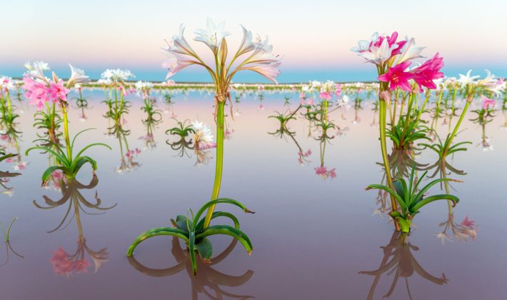 Cape Town photographer captures rare phenomenon: Sandhof lilies in full ...
