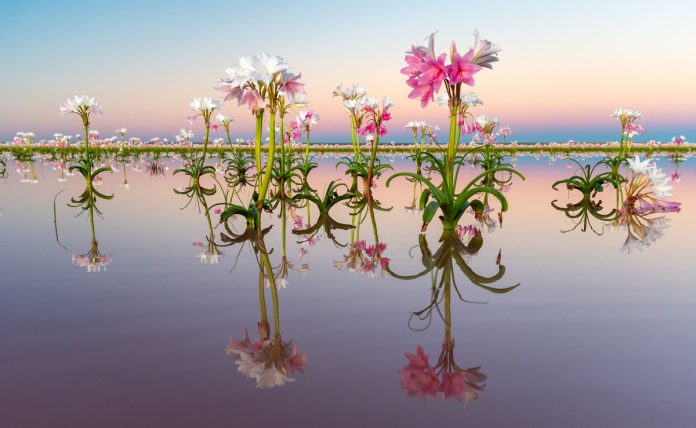 Cape Town photographer captures rare phenomenon: Sandhof lilies in full ...