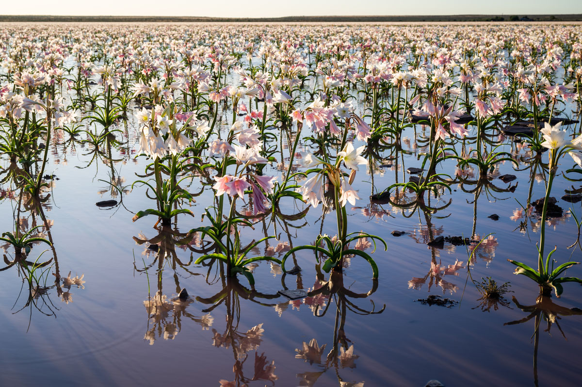 Cape Town photographer captures rare phenomenon: Sandhof lilies in full ...