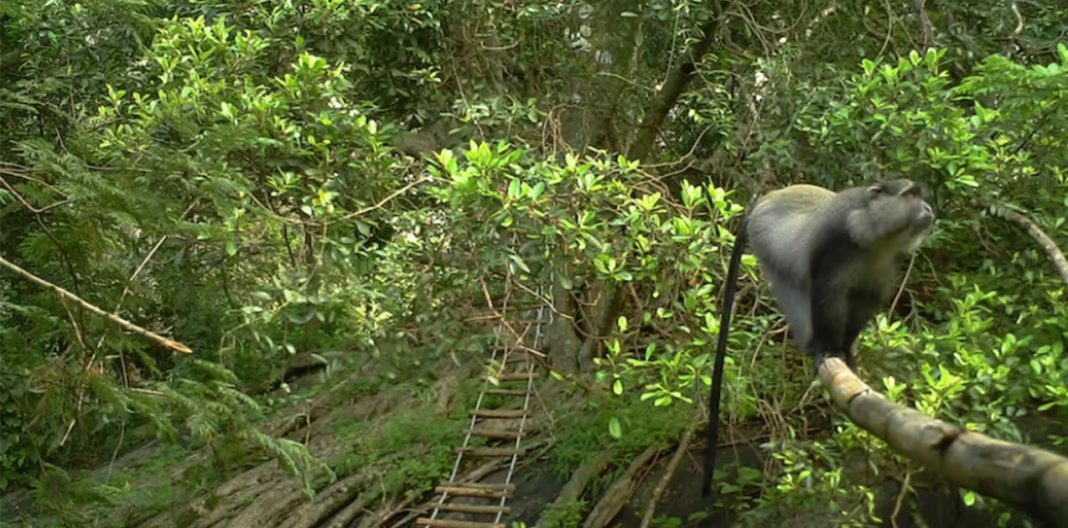 Roads and power lines put primates in danger: South African data adds ...