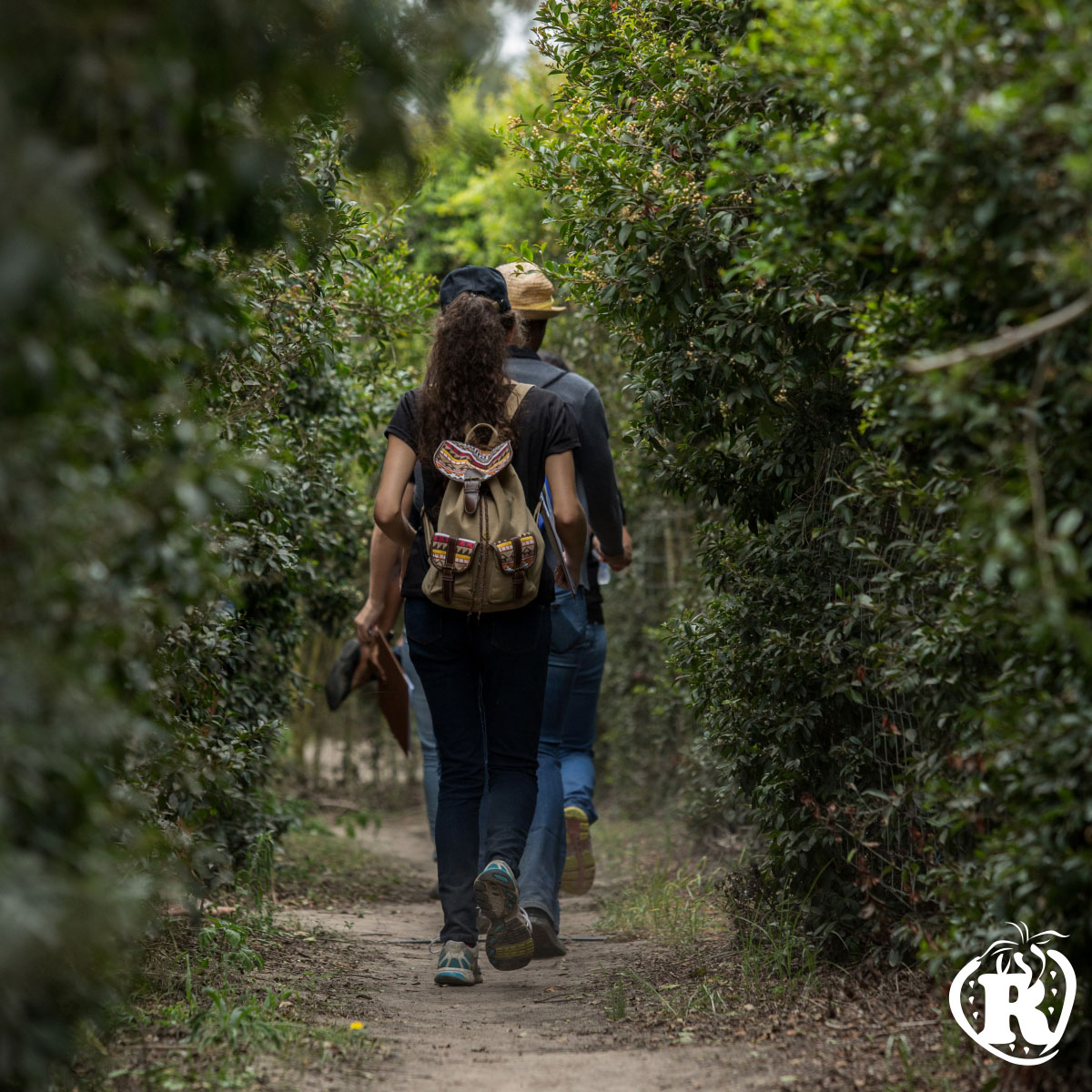 Amazing maze in South Africa named one of the most incredible hedge ...