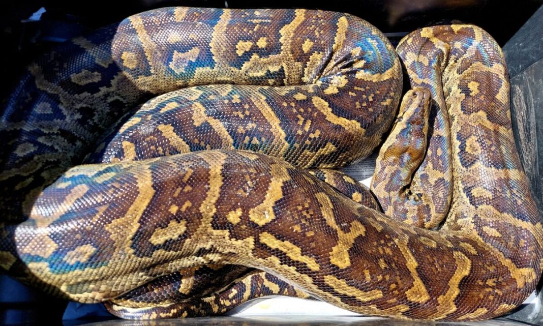 Indonesia: Husband finds wife dead inside belly of python